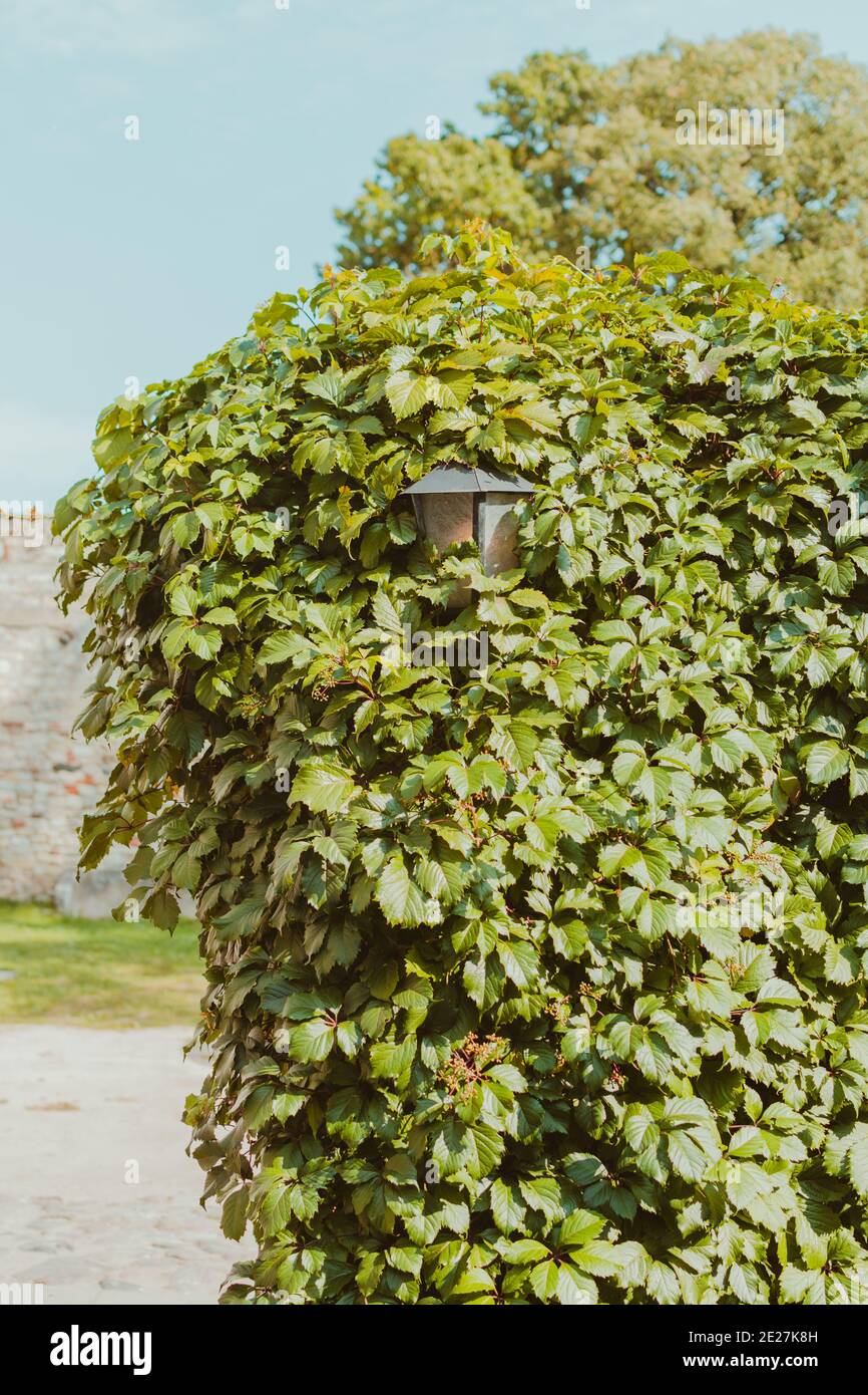 Vertical shot of climbing plants covering a street lamp Stock Photo - Alamy