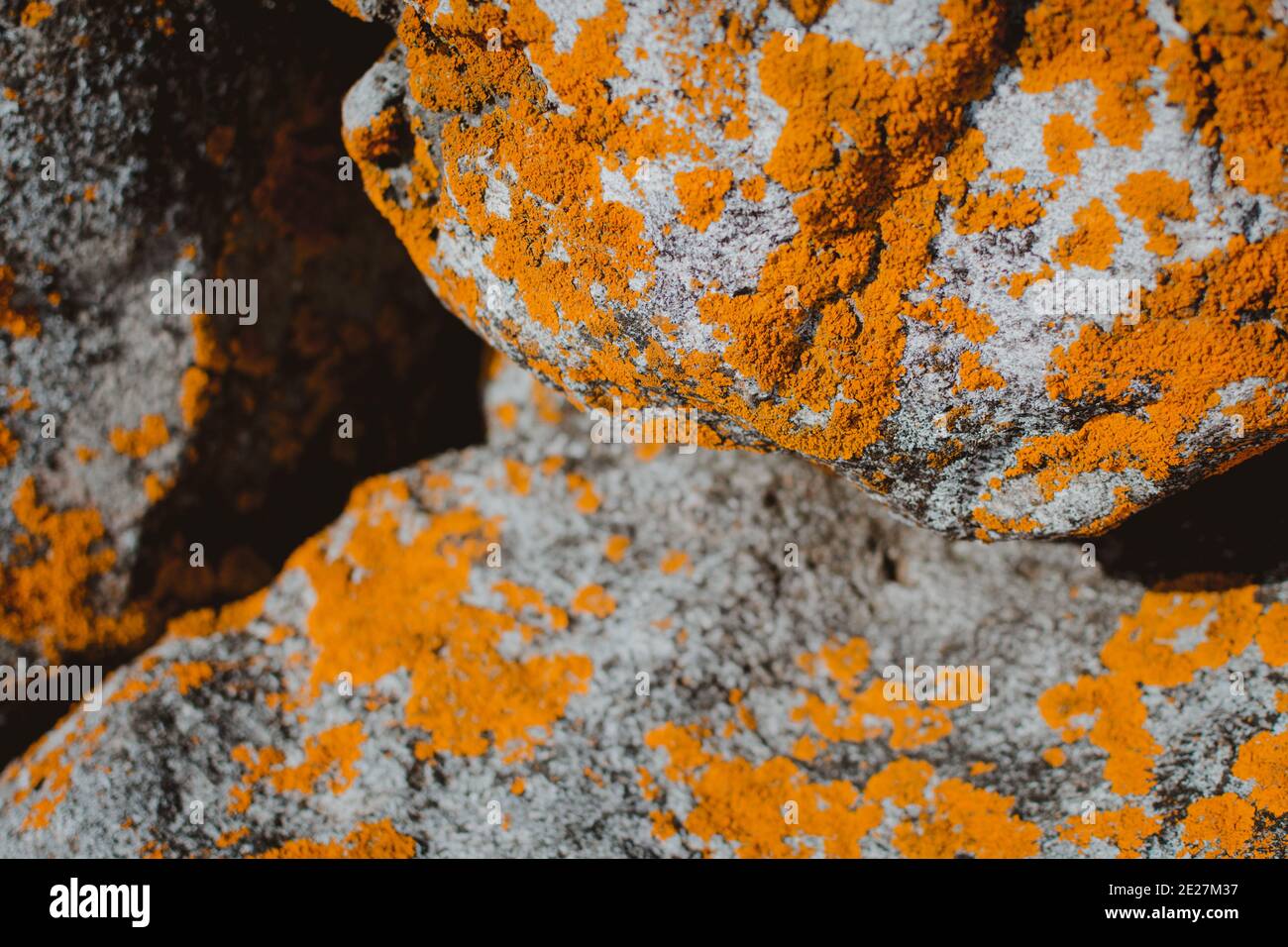Lichens moss stones hi-res stock photography and images - Alamy