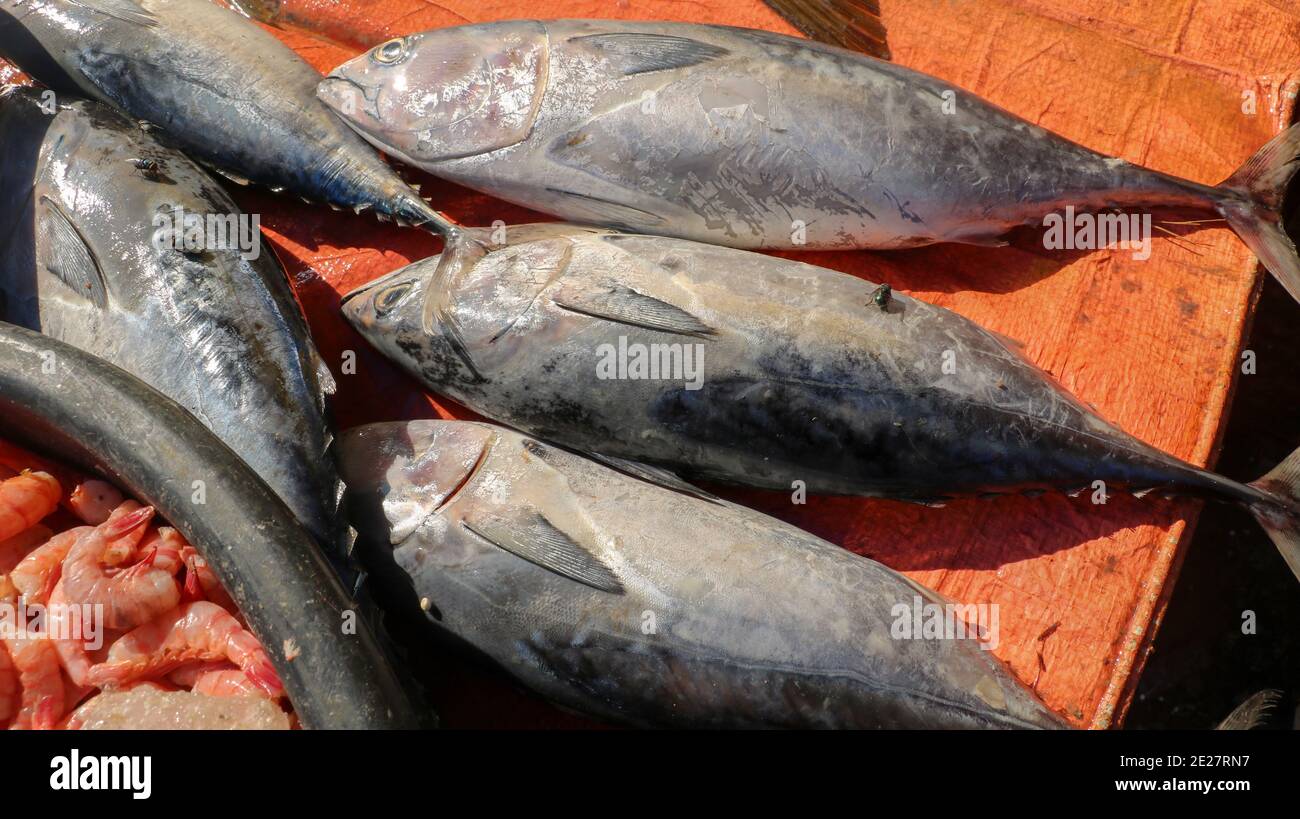 Closeup shot of fresh fish Stock Photo - Alamy