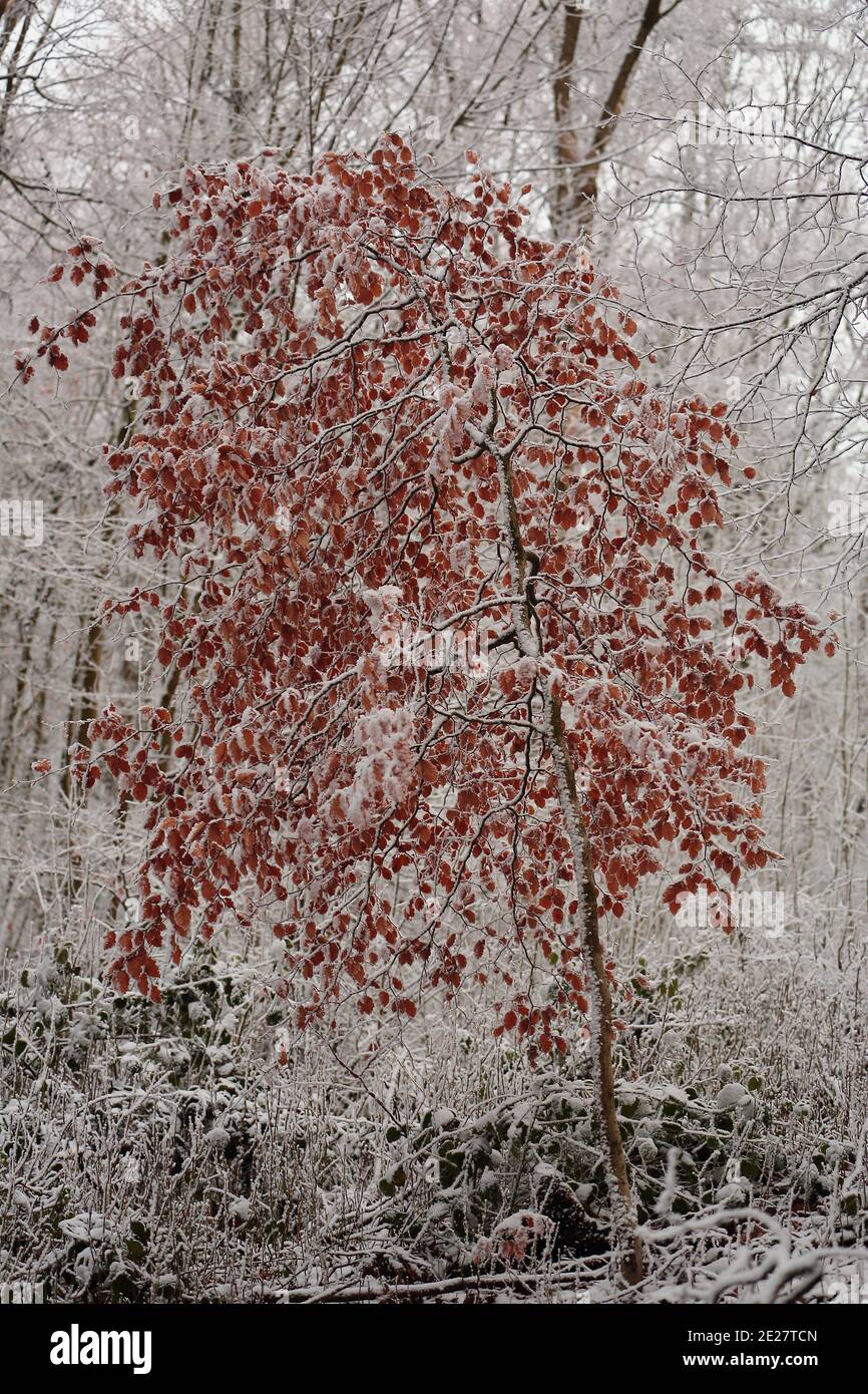 Frosted Beech trees winter woodland Cotswolds Gloucestershire Stock ...