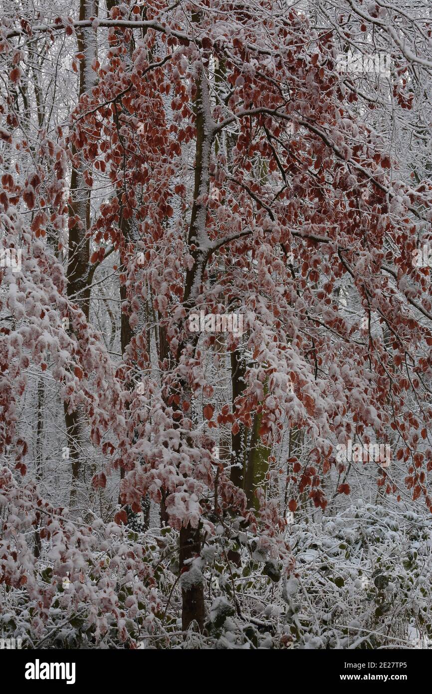Frosted Beech trees winter woodland Cotswolds Gloucestershire Stock ...
