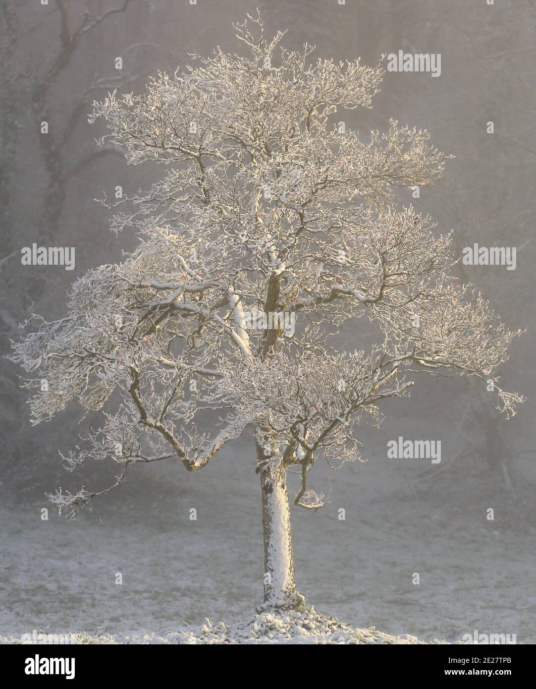 Frosted tree . Sunlt tree with hoar frost Wnter Broadway Woods ...