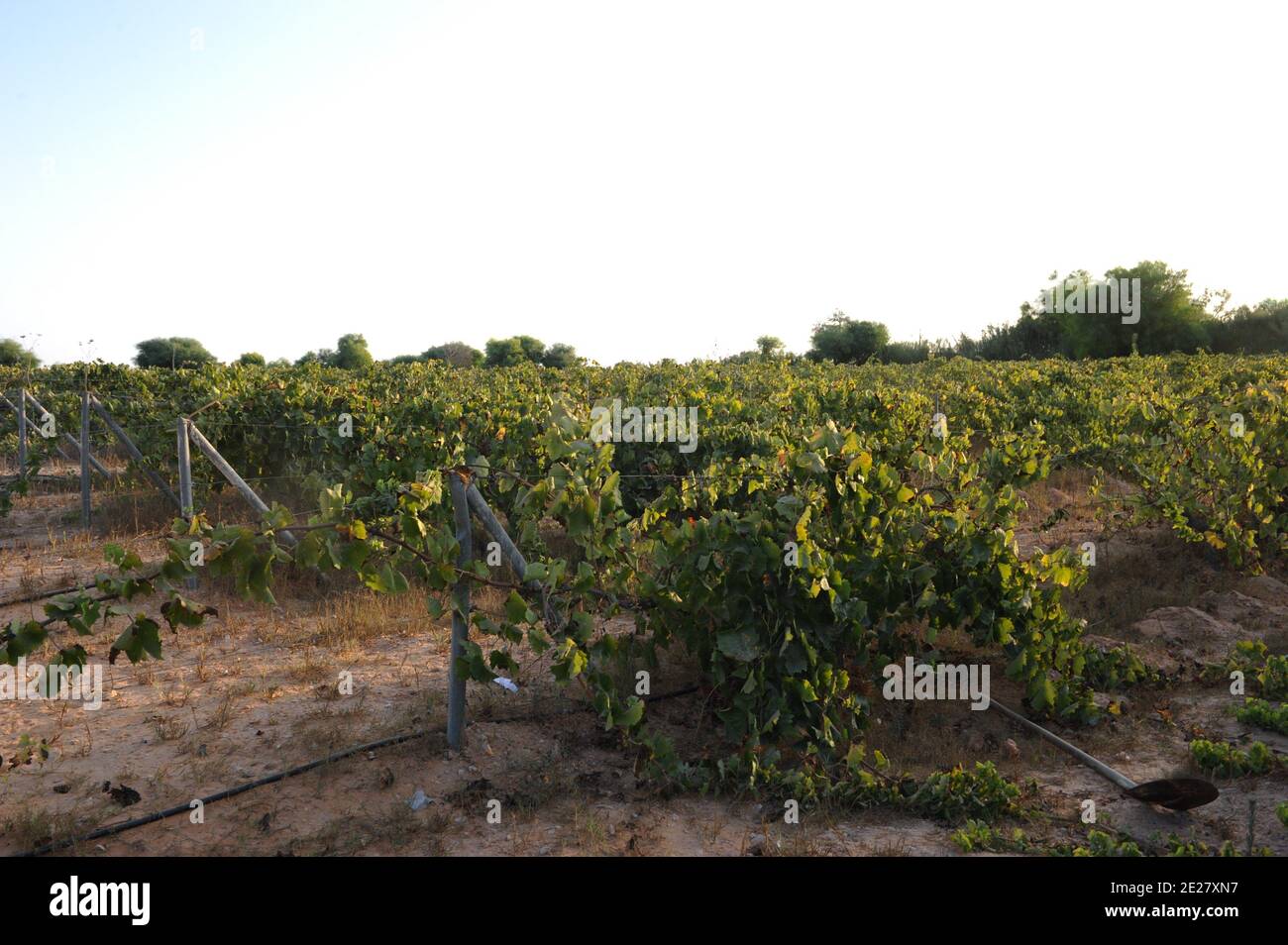 Grapes plantation seen inside the farm that belongs to Libyan leader ...