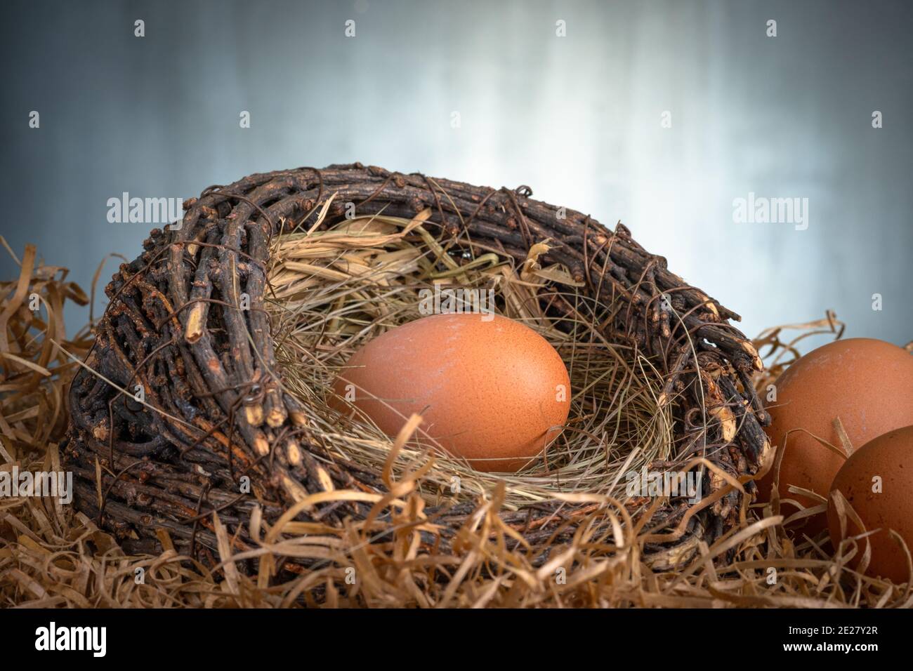 Chicken on nest hi-res stock photography and images - Alamy