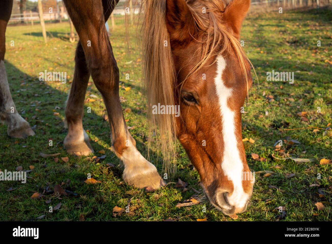 Horse head high pasture hi-res stock photography and images - Alamy