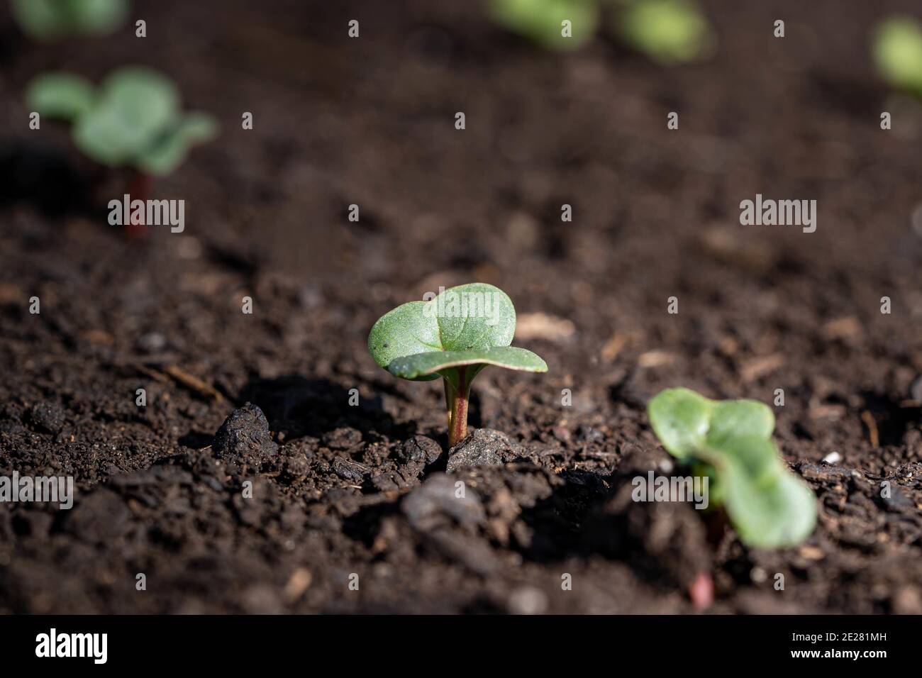 Growing bud seedlings on hi-res stock photography and images - Alamy