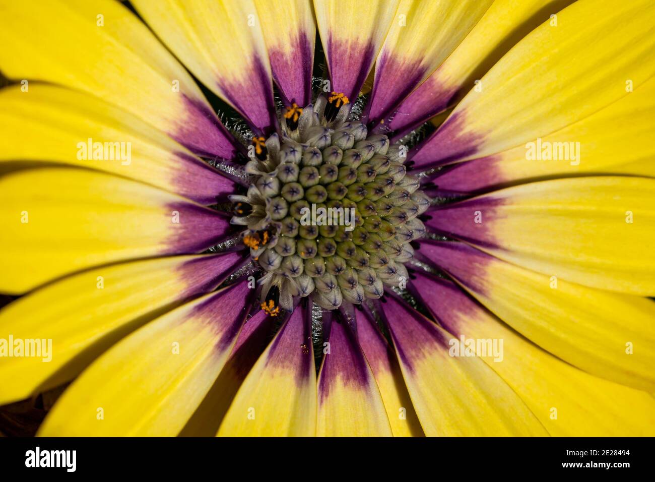 Top view of a stamen of a yellow African daisy under the sunlight Stock ...