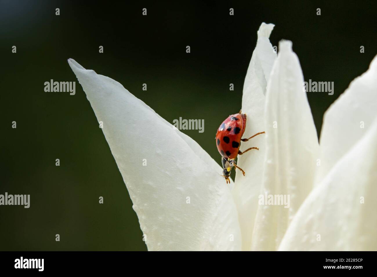 Closeup of a ladybug on a white delicate flower in a field under the ...