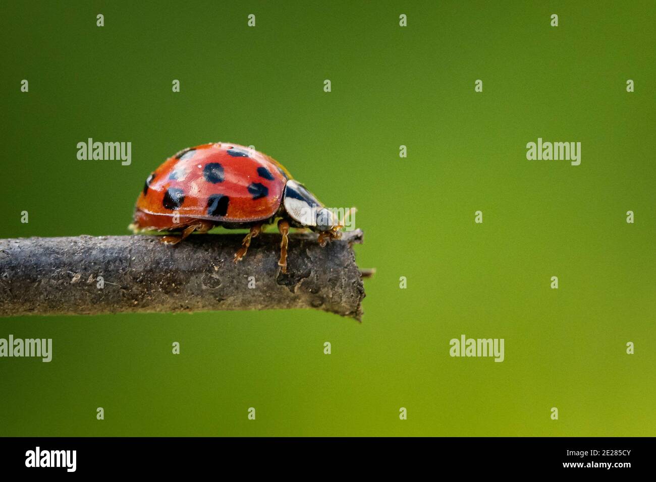 Ladybug on a branch hi-res stock photography and images - Alamy