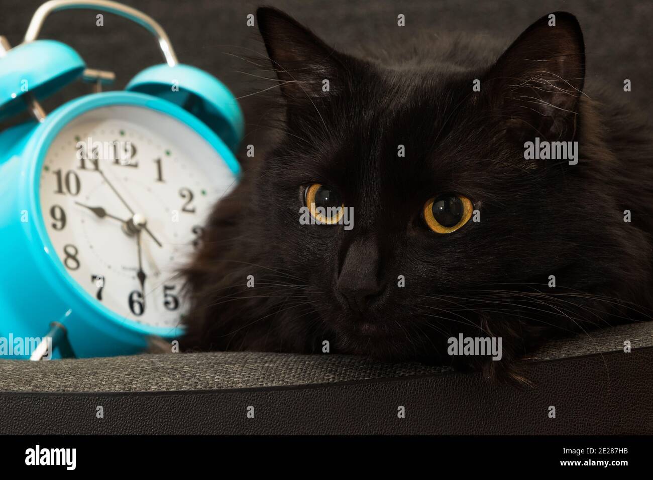 Portrait of a black cat with an alarm clock Stock Photo - Alamy