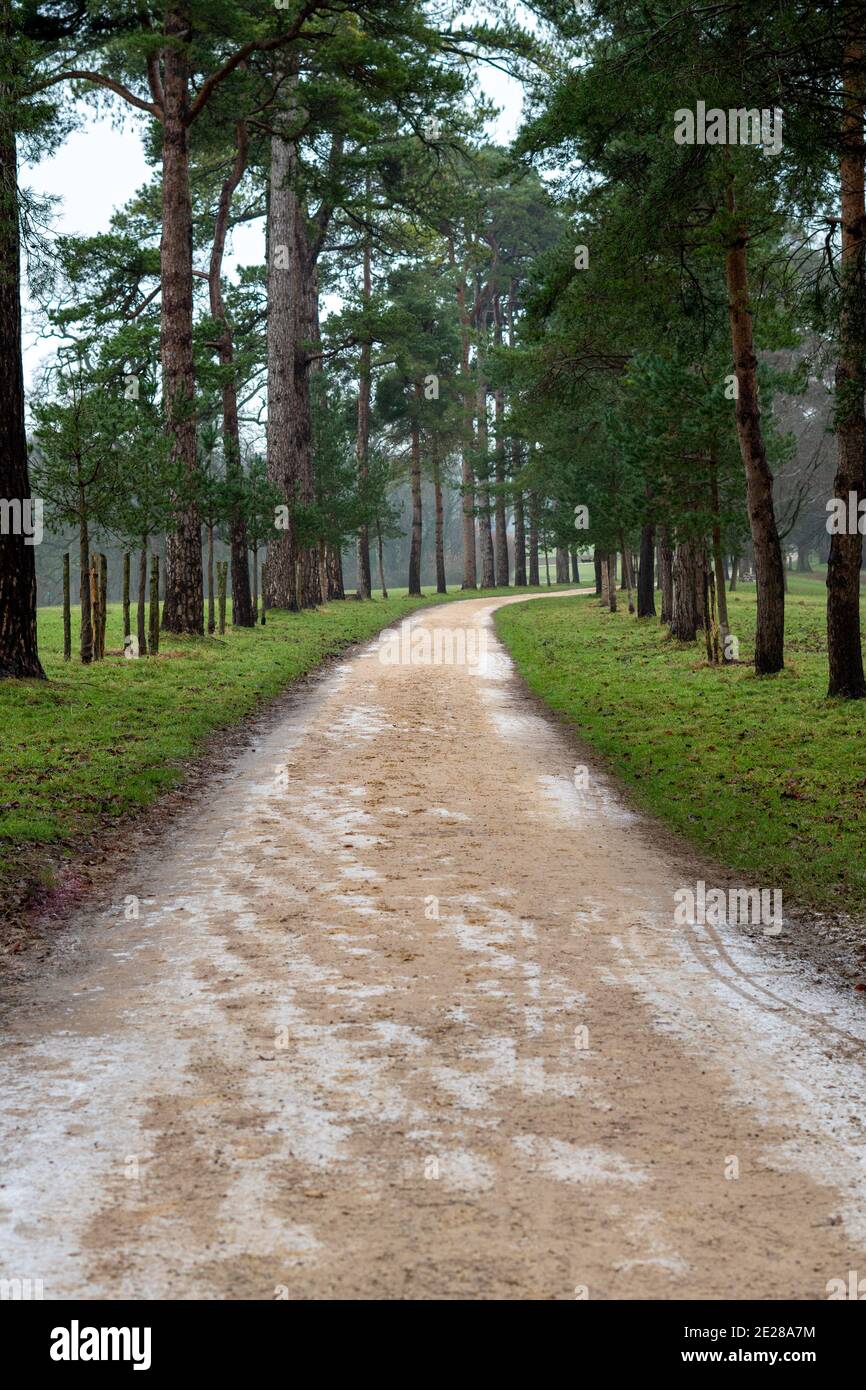 Gravel path blue bells hi-res stock photography and images - Alamy