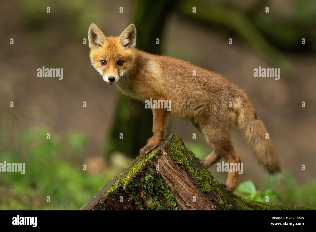 Baby red fox climbing on mossed stump in spring nature Stock Photo - Alamy
