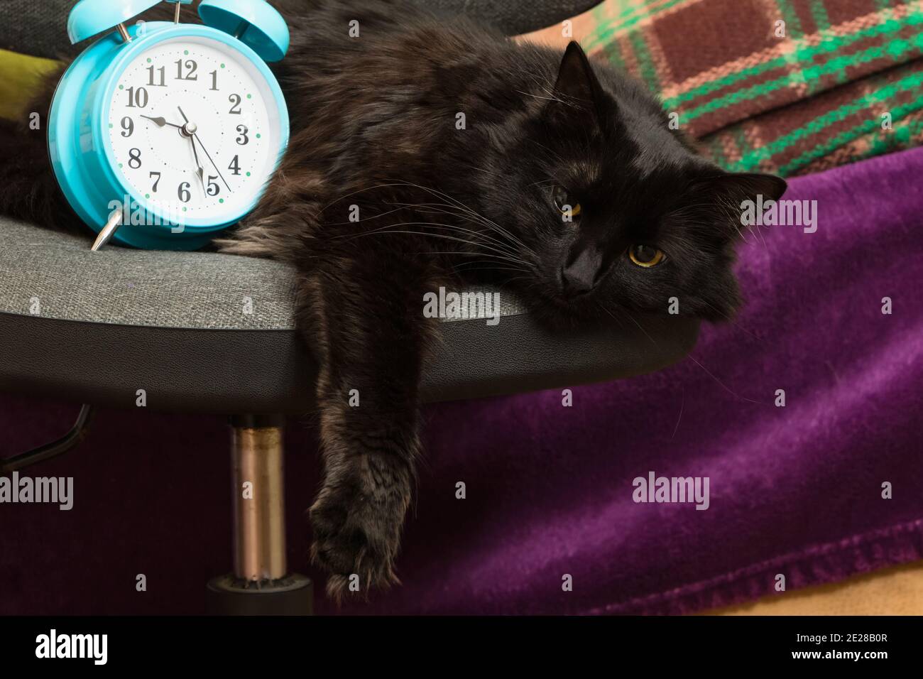 Rozhenok hi-res stock photography and images - Alamy