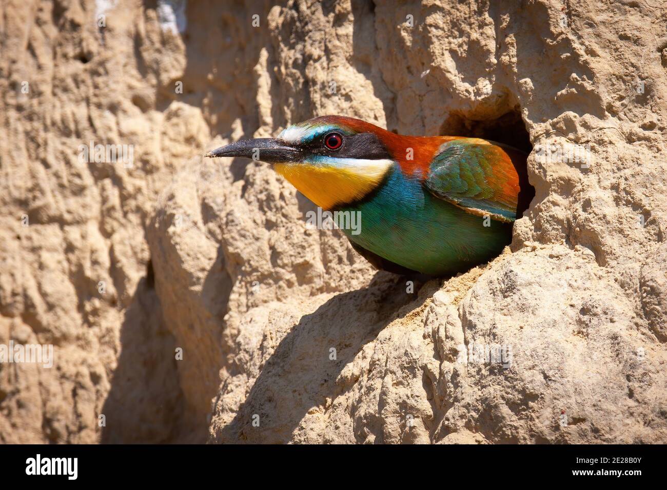 European bee-eater peeking from a nesting hole in the ground inside ...