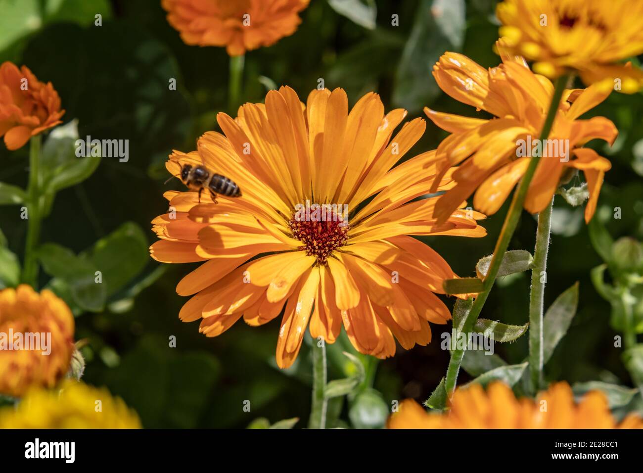 Marigold with bee in summer Stock Photo - Alamy