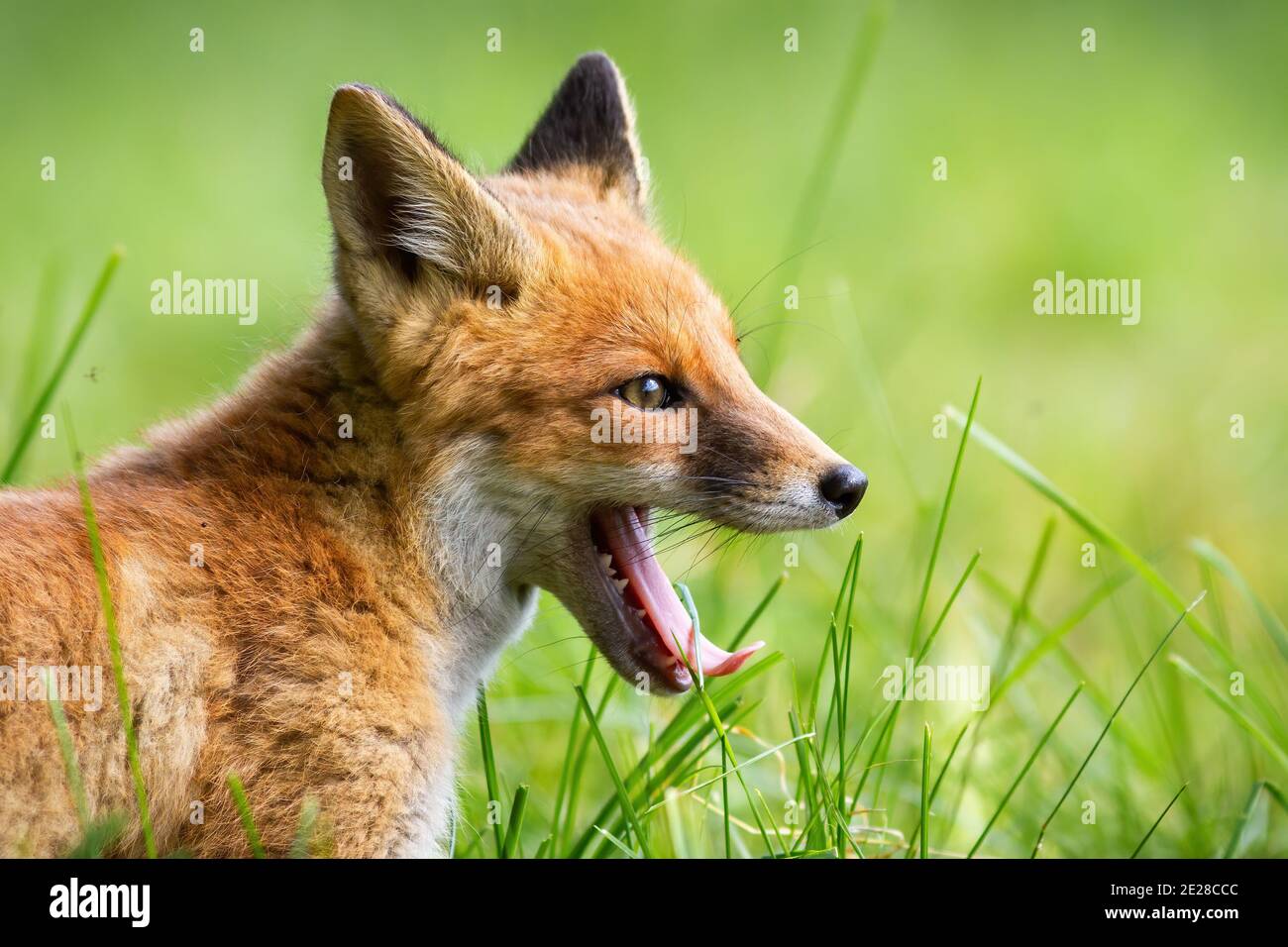 Fox in open field hi-res stock photography and images - Alamy