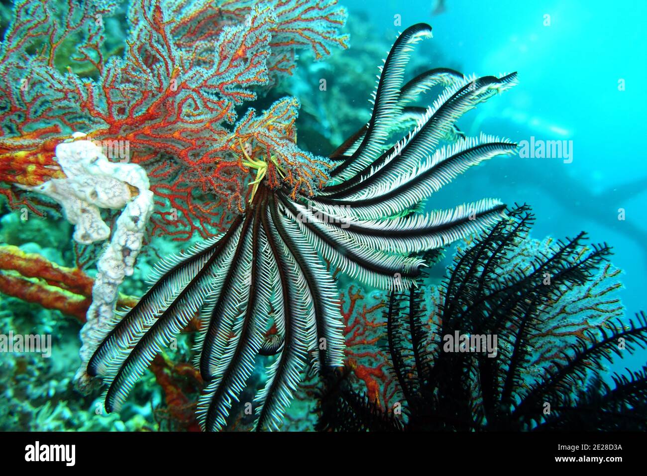 Crinoidea hi-res stock photography and images - Alamy