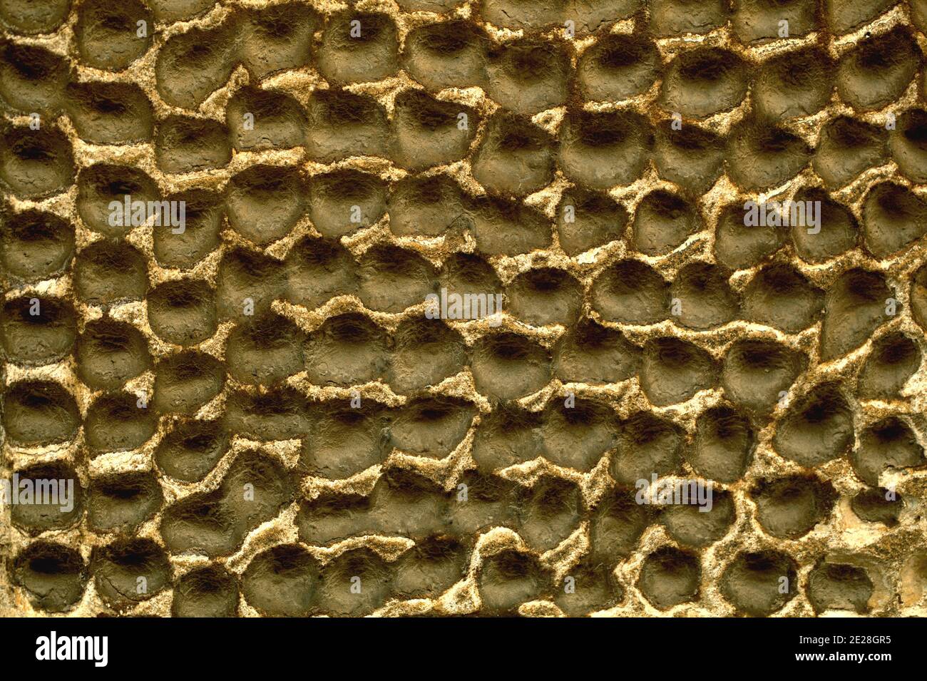 Honeycomb effect hi-res stock photography and images - Alamy