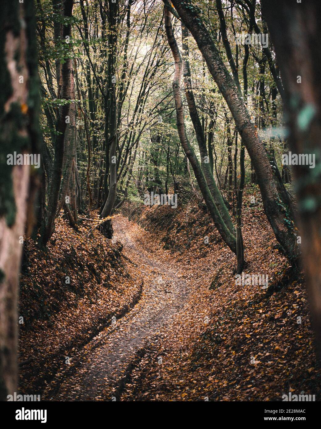Paths and tracks through the forest hi-res stock photography and images ...