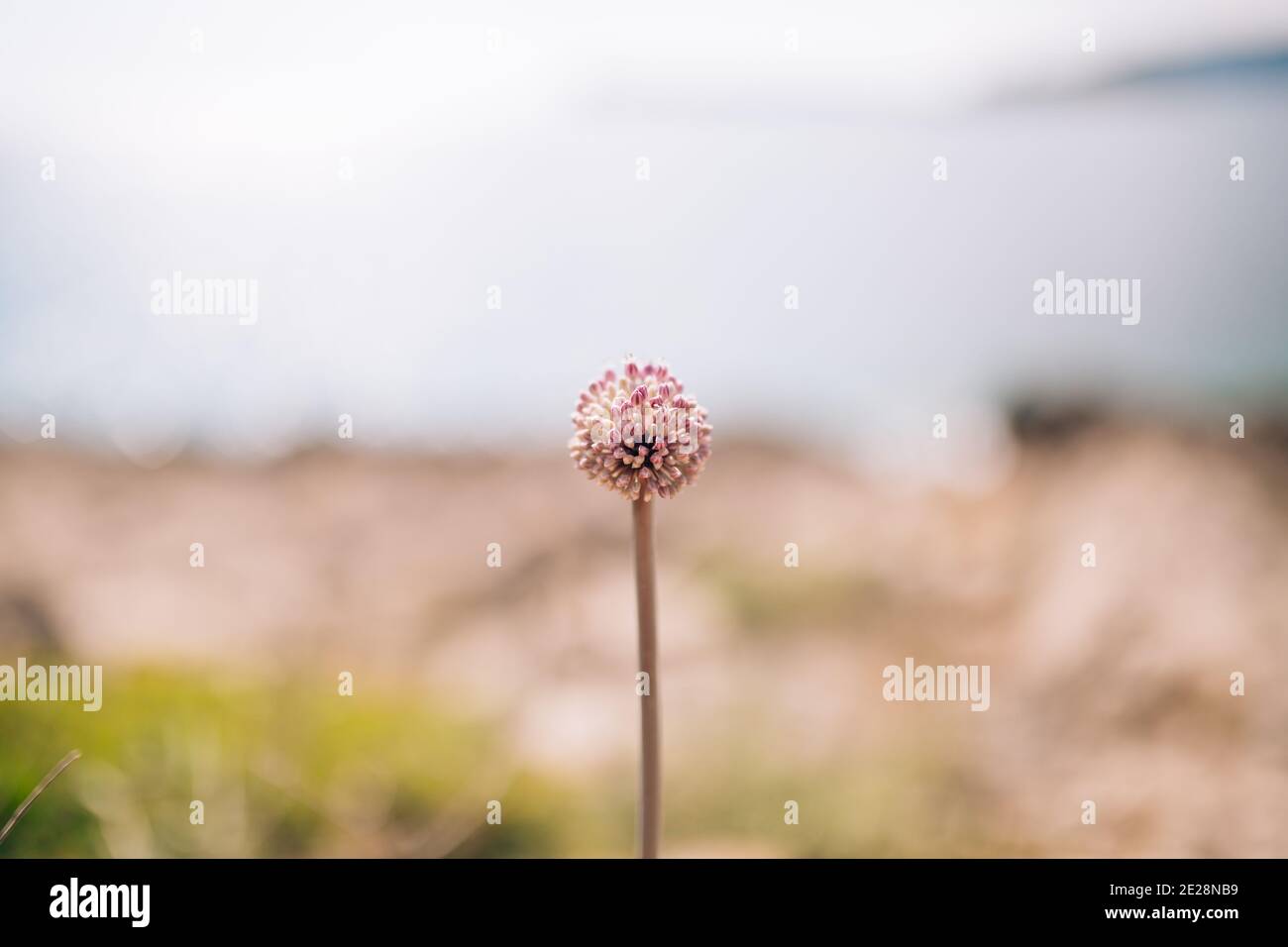 Allium cepa onion sprout on a thin stem Stock Photo - Alamy