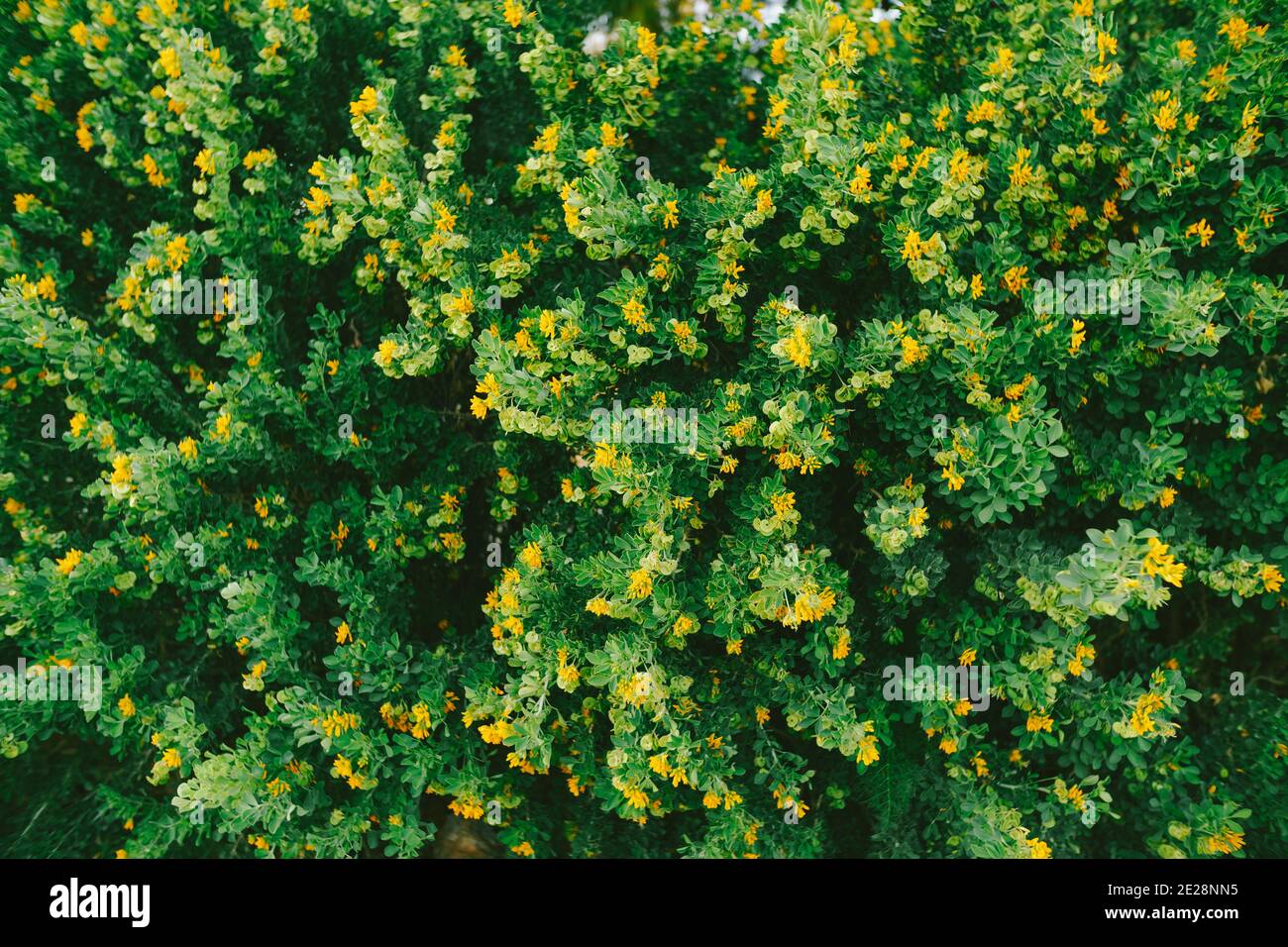 A fluffy bush with green leaves and small yellow flowers Stock Photo ...