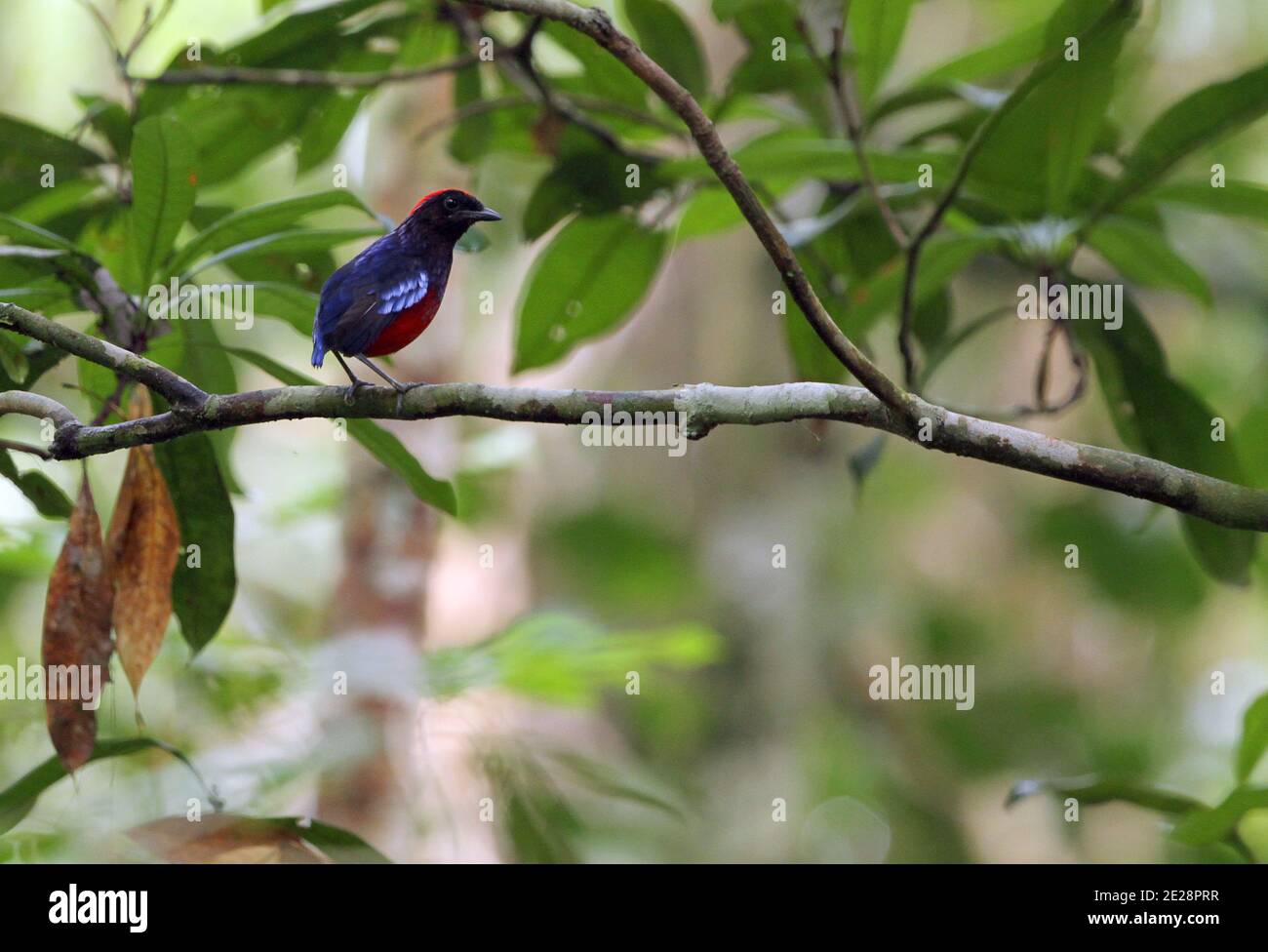 Garnet Pitta (Erythropitta granatina), male in rainforest, perched on a ...