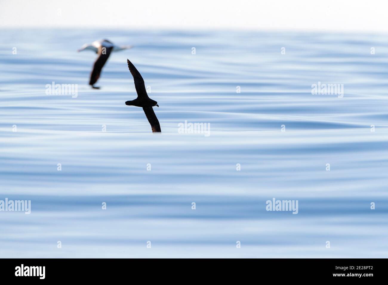 Grey petrel kaikoura hi-res stock photography and images - Alamy