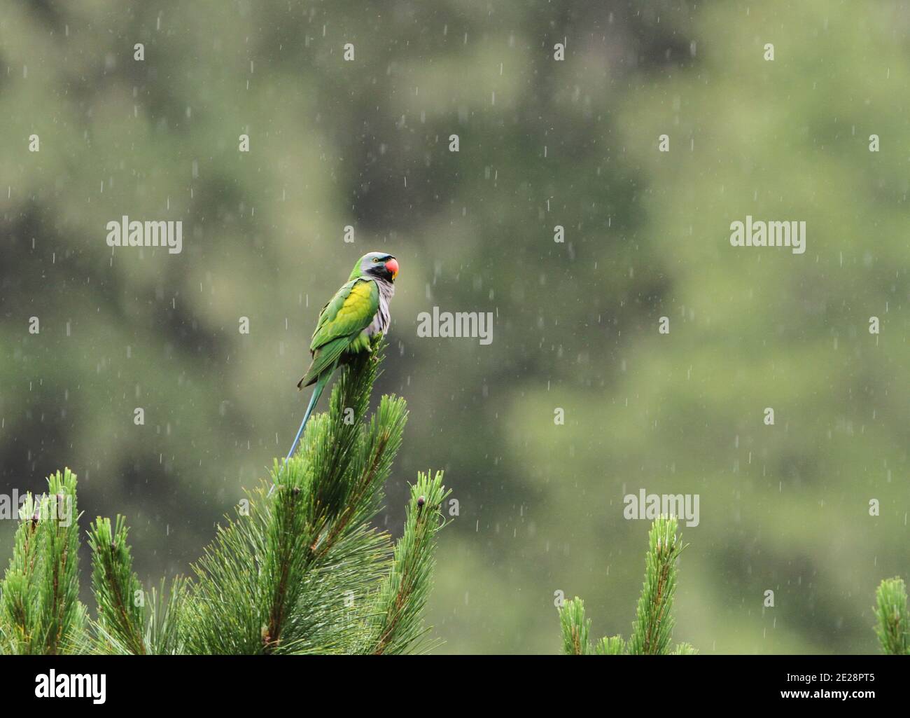 Lord Derby's parakeet, Derbyan parakeet (Psittacula derbiana), perching ...