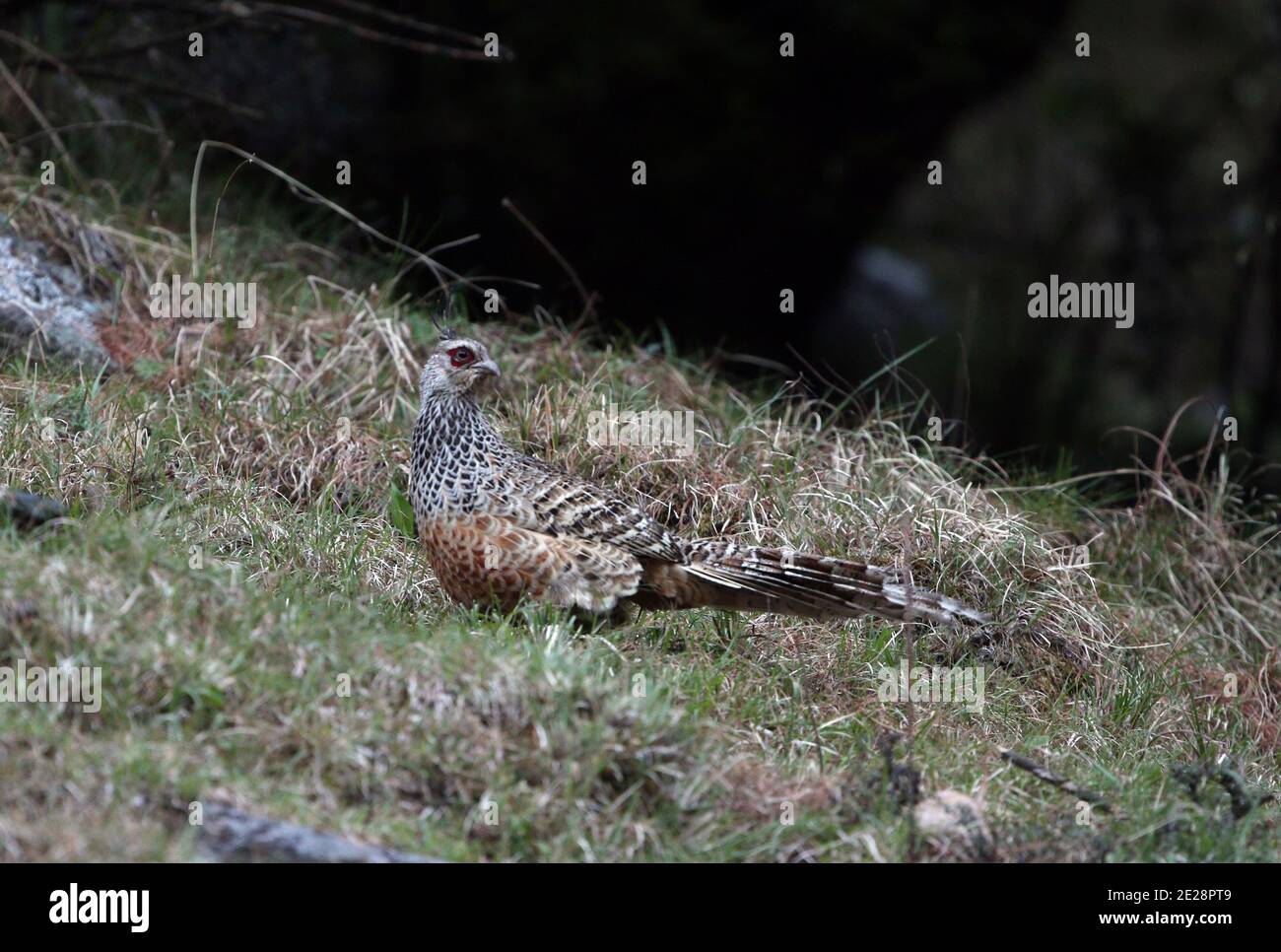 Cheer pheasant, Wallich's pheasant (Catreus wallichii), pheasant cock ...