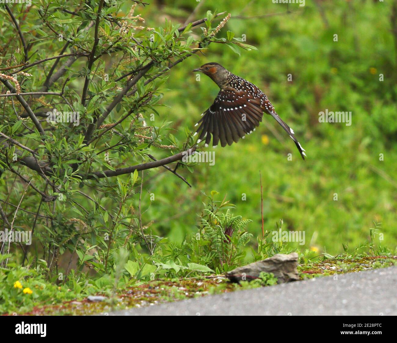 Giant Laughingthrush (Ianthocincla maxima), landing in a shrub in a ...