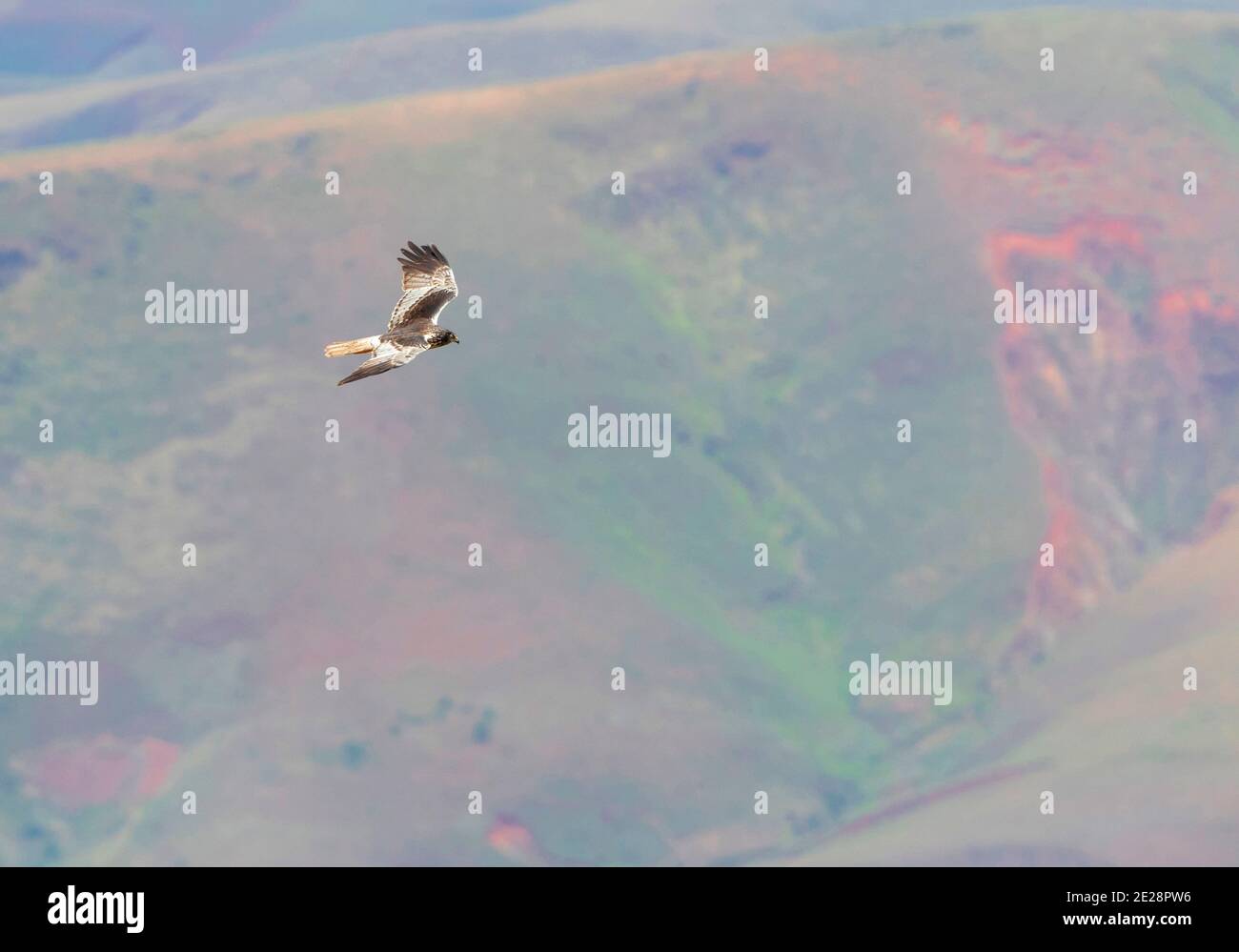 Madagascar Marsh-Harrier, Madagascar harrier, Malagasy Harrier (Circus ...