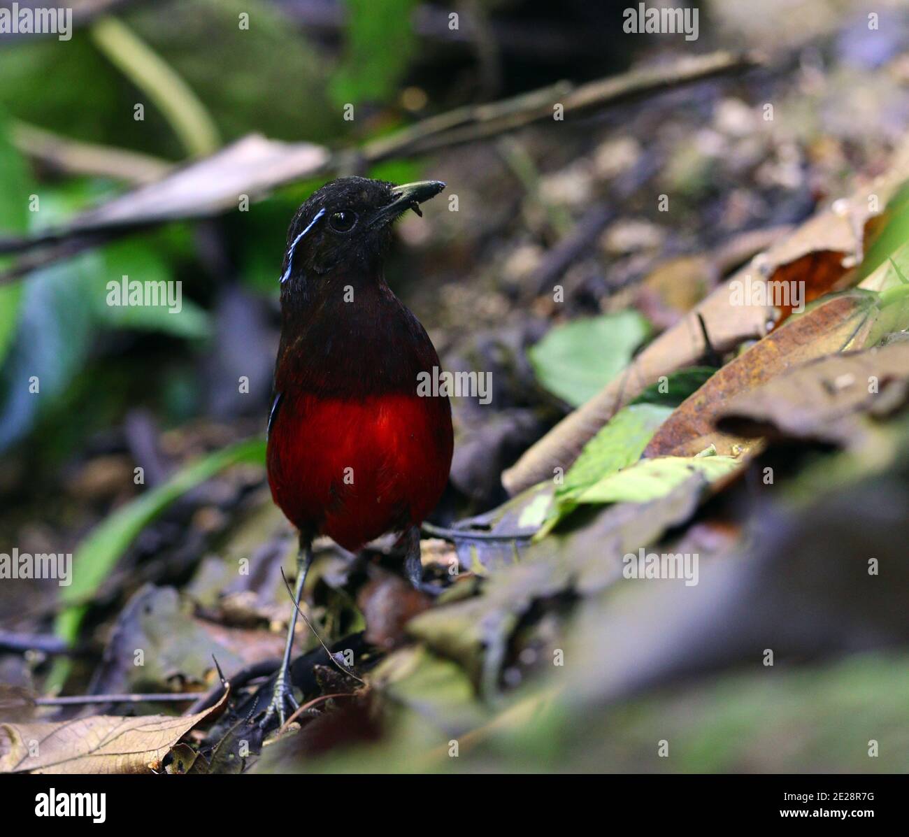 Black-crowned Pitta (Erythropitta venusta), perched on the floor in the ...