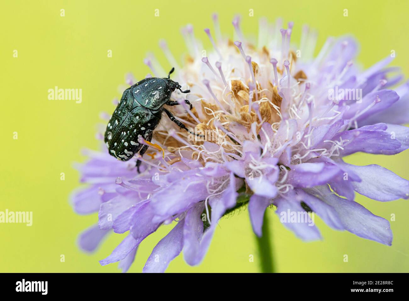 White-spotted Rose Beetle (Oxythyrea funesta), on a scabious flower ...