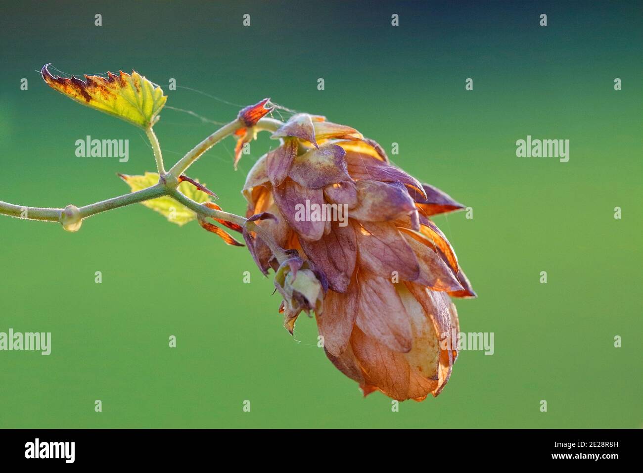 common hop (Humulus lupulus), female inflorescence, Germany, North ...