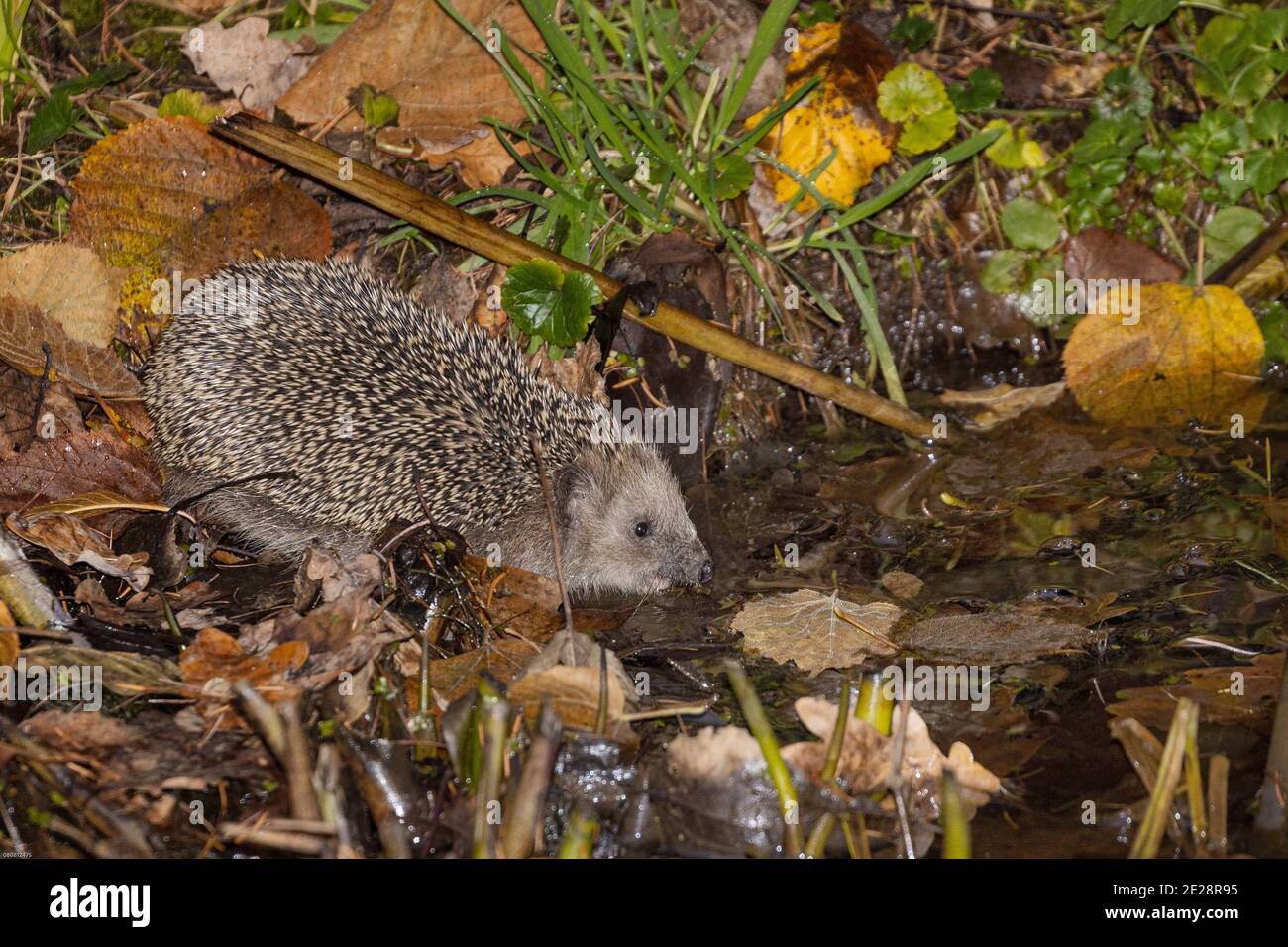 Western hedgehog, European hedgehog (Erinaceus europaeus), drinking in ...