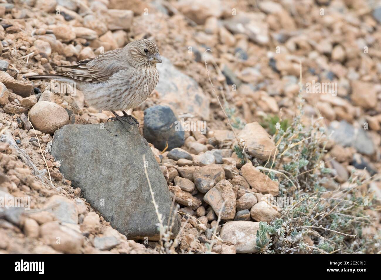 Caucasian great rosefinch (Carpodacus rubicilla), adult female between ...