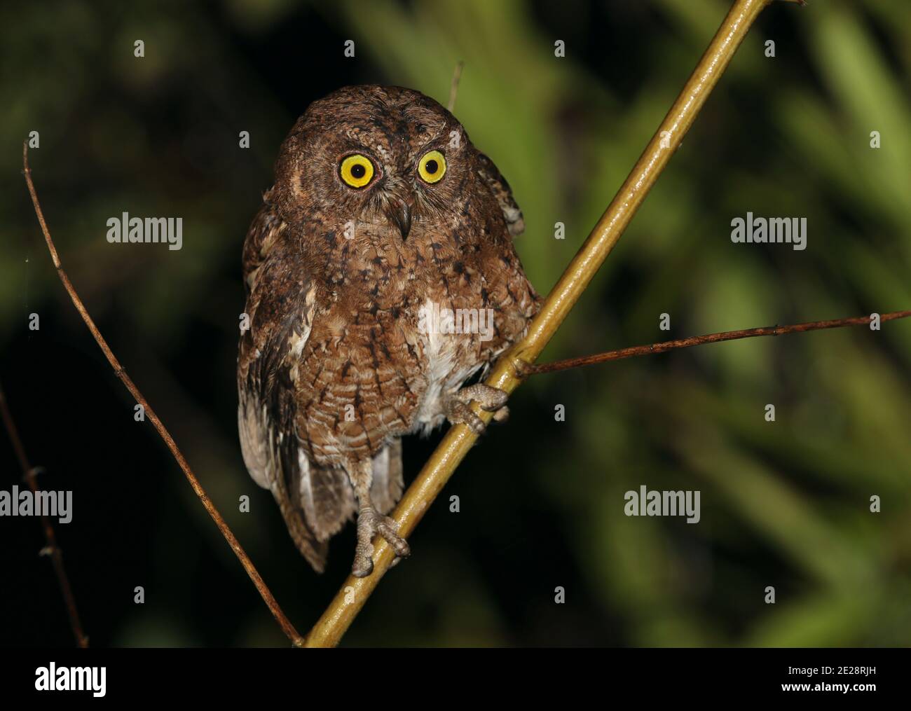 Indonesia scops owl hi-res stock photography and images - Alamy