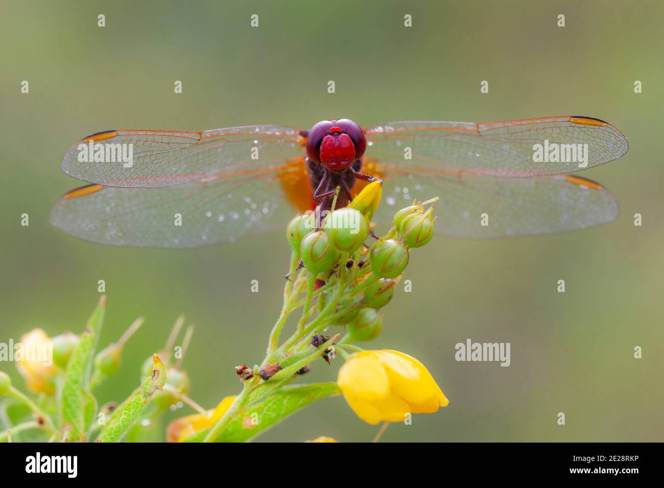 Scarlet dragonflies hi-res stock photography and images - Alamy