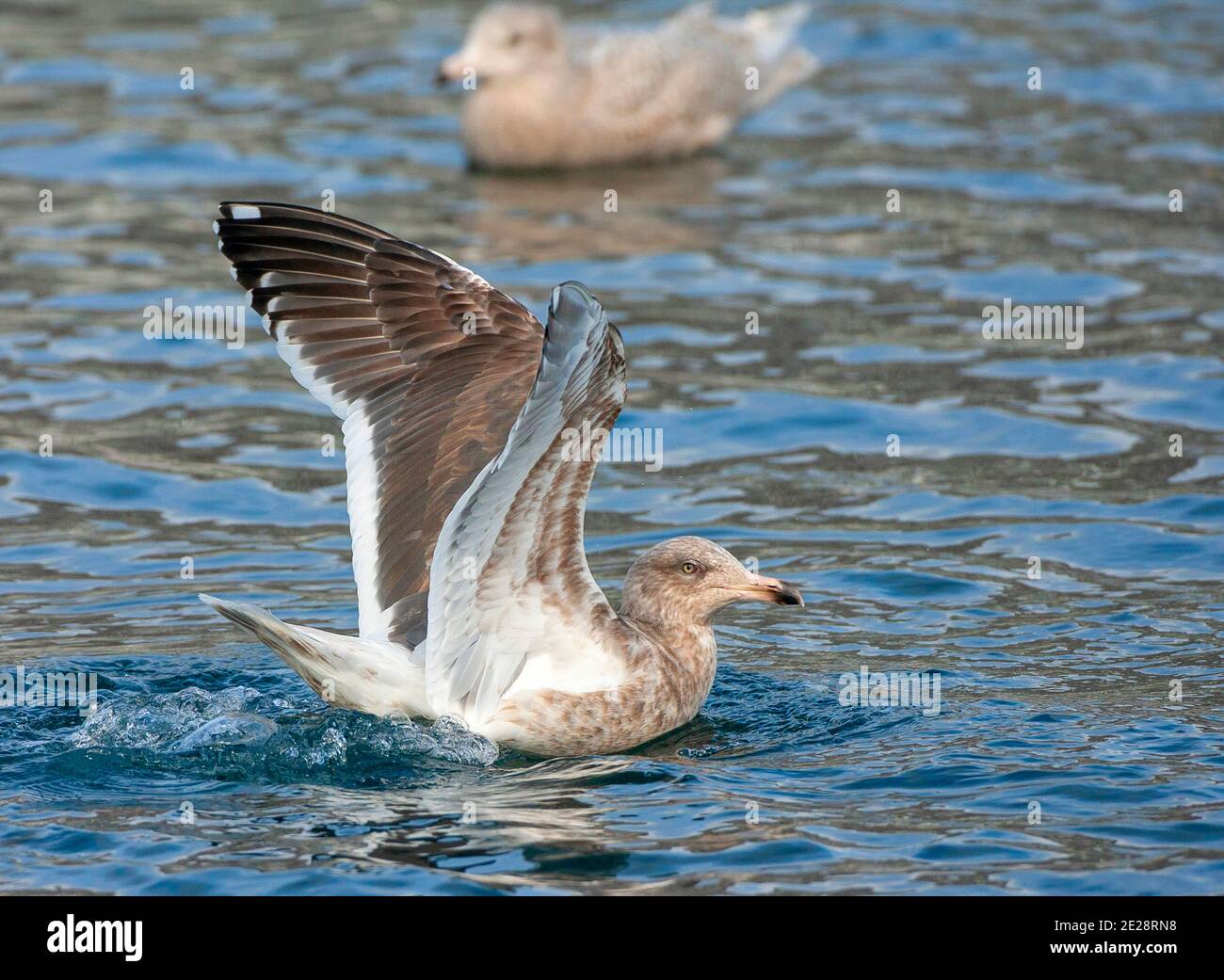 slaty-backed gull (Larus schistisagus), subadult with raised wings ...