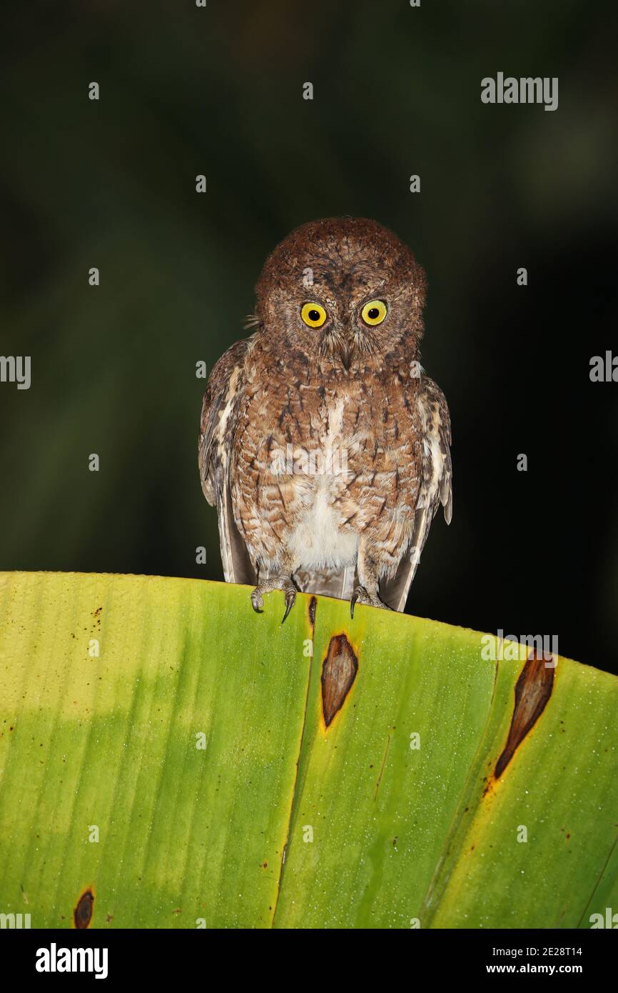 Indonesia scops owl hi-res stock photography and images - Alamy