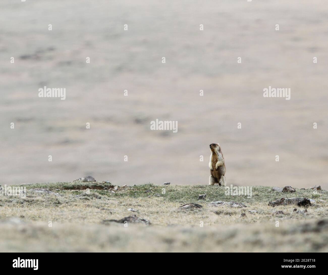 Mongolian Marmot Tarbagan Tarbagan Marmot Marmota Sibirica