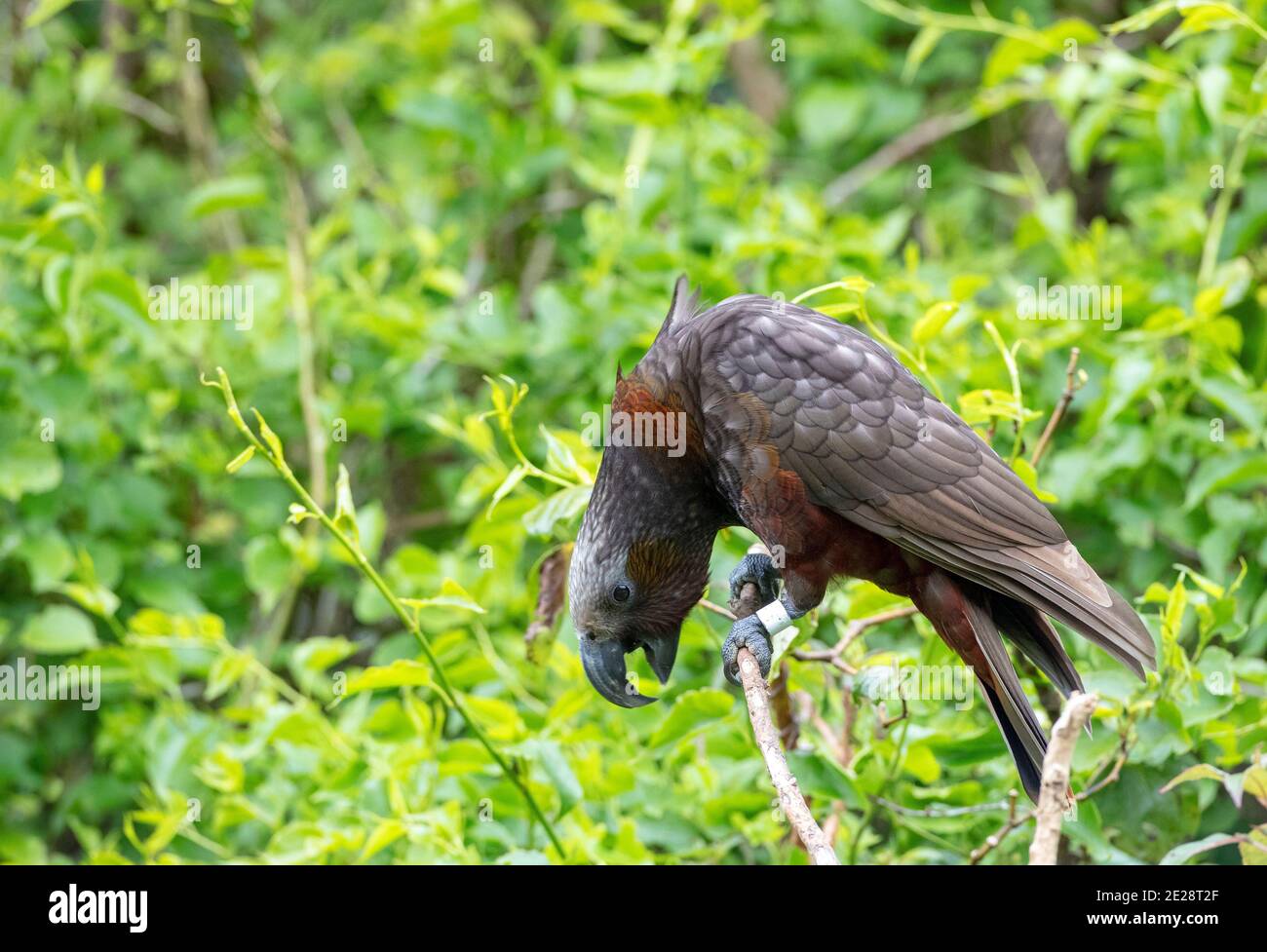 North island kaka (Nestor meridionalis septentrionalis), adult calling ...