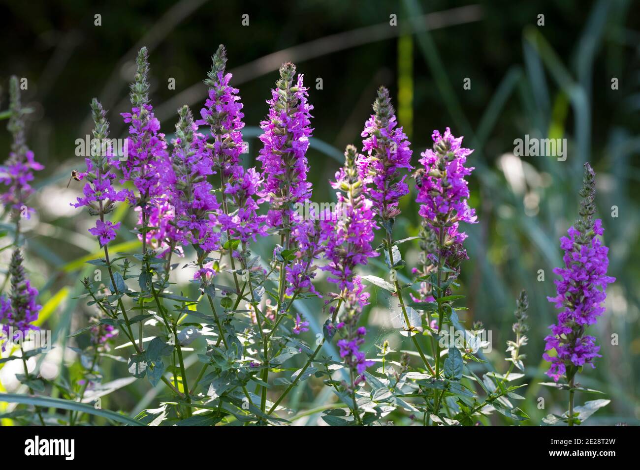purple loosestrife, spiked loosestrife (Lythrum salicaria ...