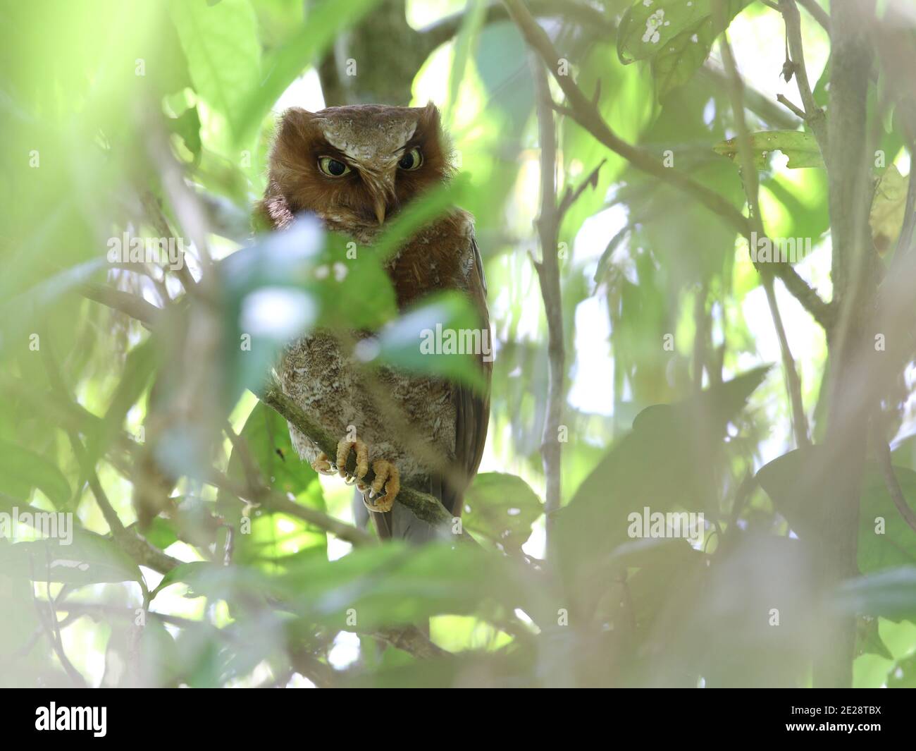 Indonesia scops owl hi-res stock photography and images - Alamy