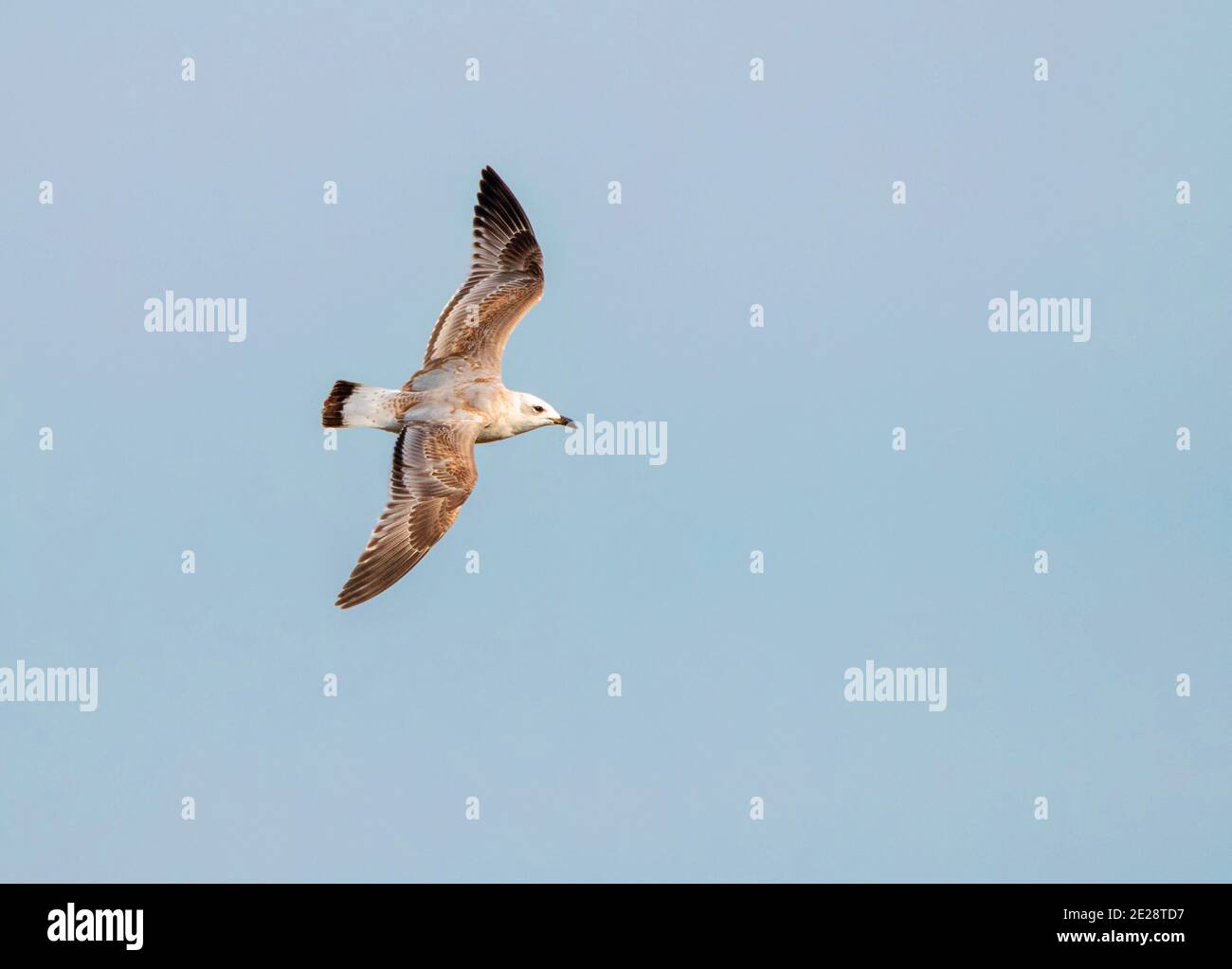 mediterranean gull (Ichthyaetus melanocephalus, Larus melanocephalus ...