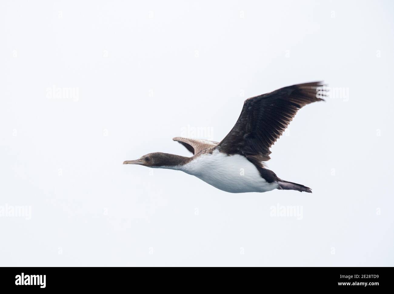 Bounty Shag High Resolution Stock Photography and Images - Alamy