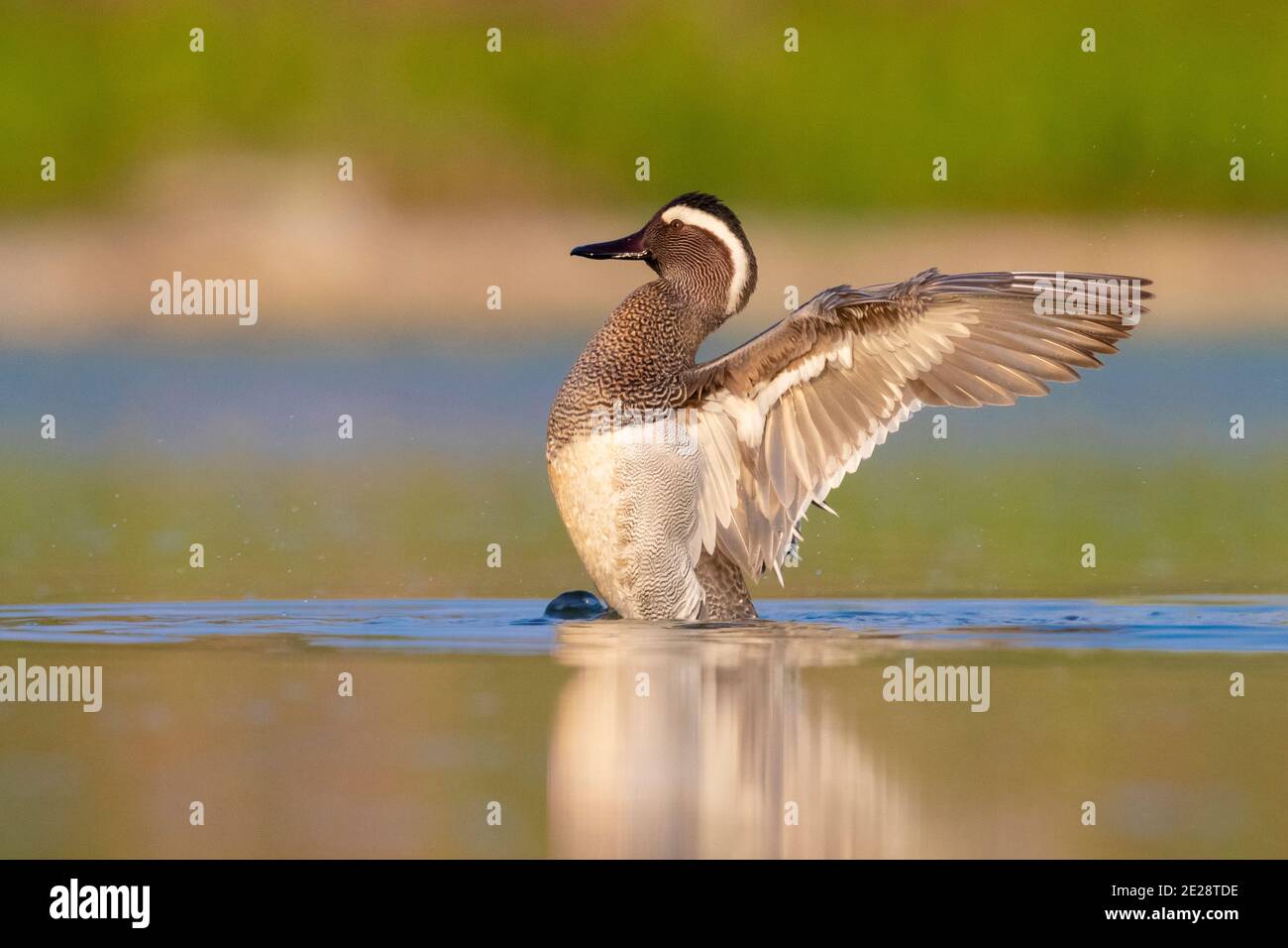 Garganey drake hi-res stock photography and images - Alamy