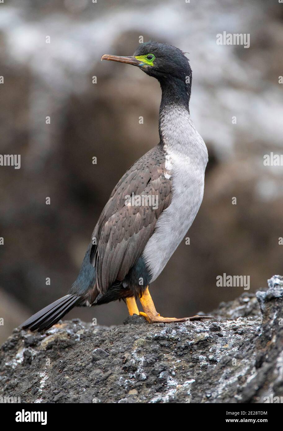 Pitt Shag, Chatham's cormorant, Pitt Island shag, Featherstone's shag (Phalacrocorax ...