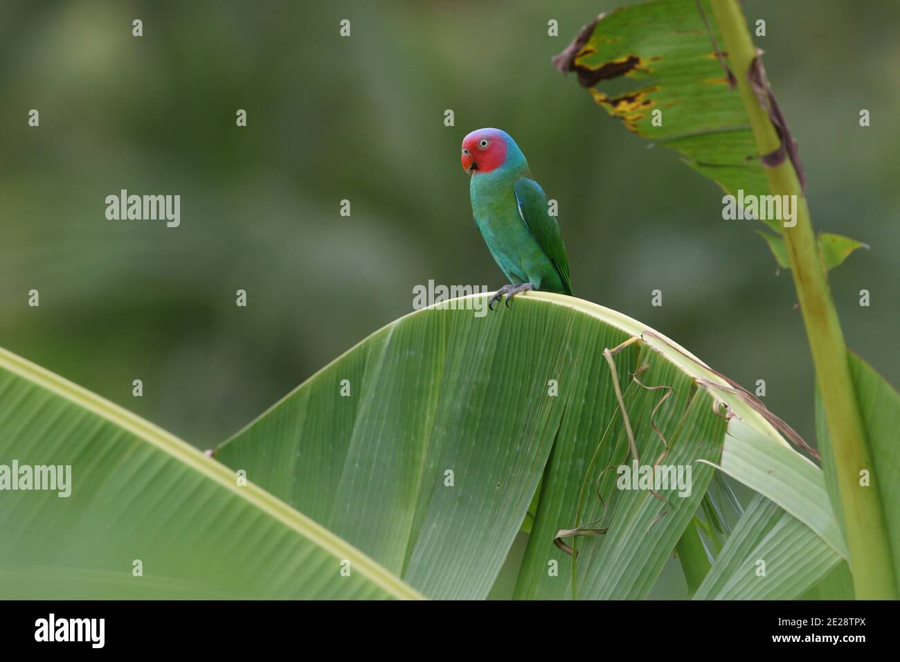 red-cheeked parrot (Geoffroyus geoffroyi), perching on a palm leaf ...