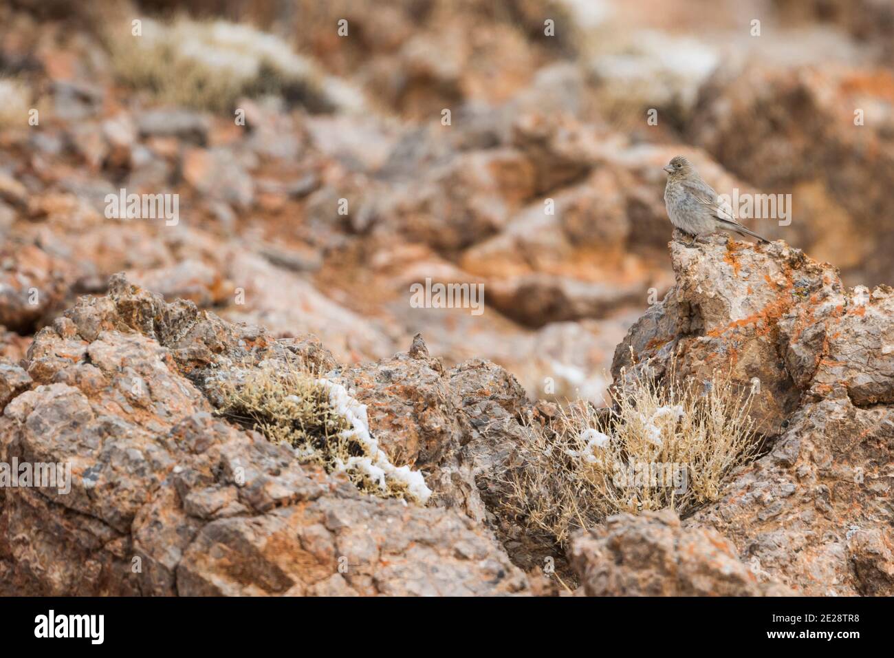 Caucasian great rosefinches hi-res stock photography and images - Alamy